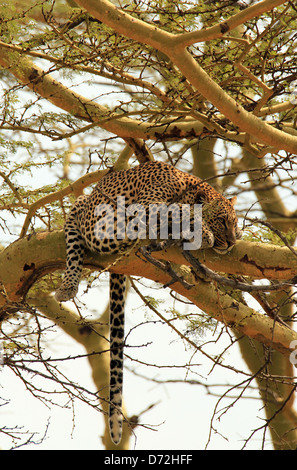 Leopard in a tree in the savannah Tanzania East Africa Stock Photo - Alamy