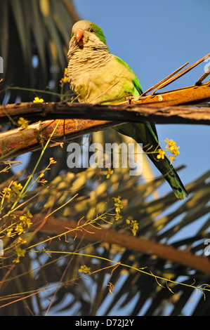 A monk parakeet in Park Guell Barcelona where there are large flocks of ...