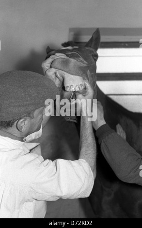 Dresden, East Germany, Pferdezahnart Arthur MacManus pulls a horse ...