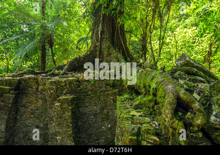 Mayan Ruins with a Large Tree in front Stock Photo - Alamy