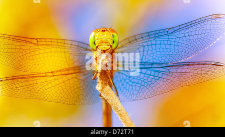 Dragonfly -Yellow- on blue background Stock Photo - Alamy