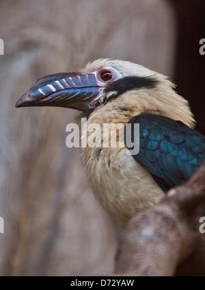 Male Visayan tarictic hornbill (Penelopides panini), native to the ...