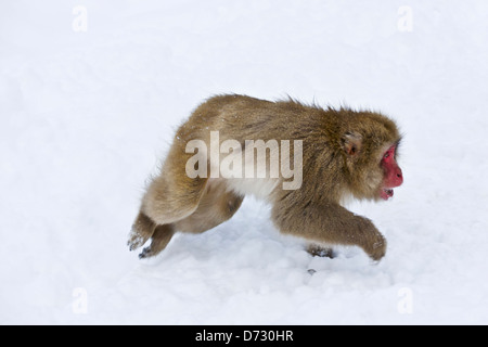 Japanese macaque or snow japanese monkey jumping the river (Macaca ...