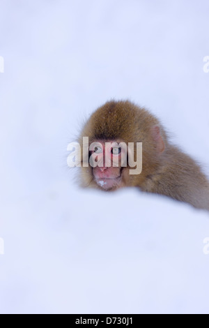 Japanese macaque or snow japanese monkey, young (Macaca fuscata),Japan ...
