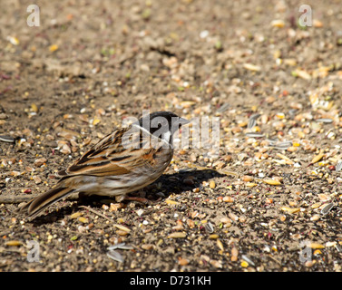 Common reed bunting male on the reed (Emberiza schoeniclus) near pond ...