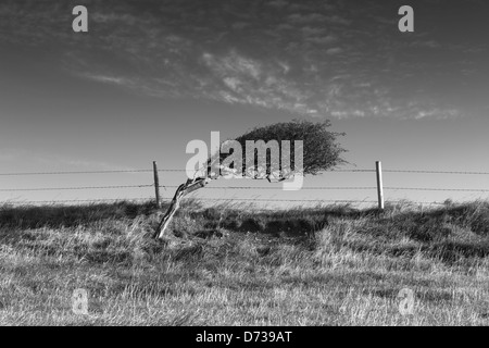 Windblown tree at Durdle Door, Dorset Stock Photo - Alamy