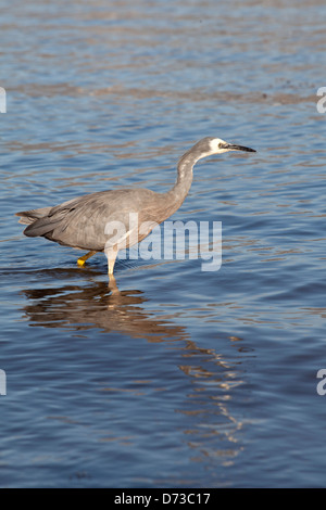 White Island New Zealand Stock Photo - Alamy