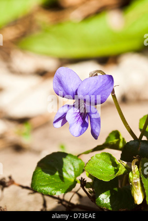 A single bloom of common dog-violet (Viola riviniana) growing in ...