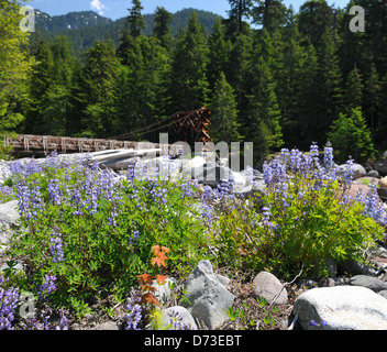 The Longmire area in Mount Rainier National Park offers scenic views of ...
