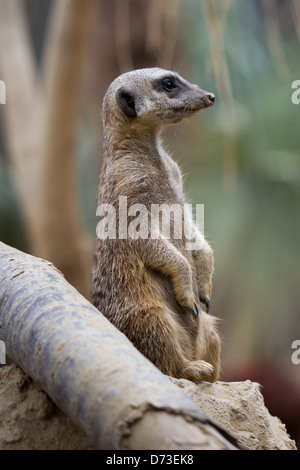 Tropical World at Roundhay in Leeds,Wesst Yorkshire,UK Stock Photo - Alamy