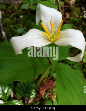 Pacific trillium (Trillium ovatum Stock Photo - Alamy