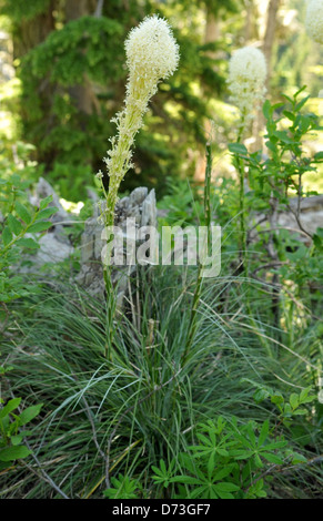 Bear Grass (Xerophyllum tenax), Mount Reynolds, Glacier National Park ...