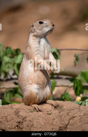 Prairie Dog standing up Stock Photo - Alamy