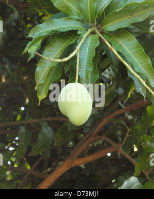 mango on tree of Thailand (Southeast Asia Stock Photo - Alamy