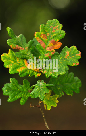 Small oak tree in autumn birch forest, Kivi Park, Sudbury, Ontario ...