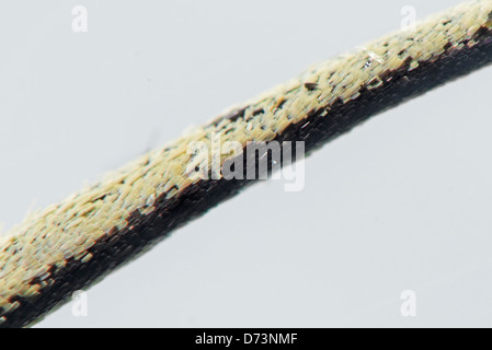 Close up of a butterfly's leg Stock Photo - Alamy