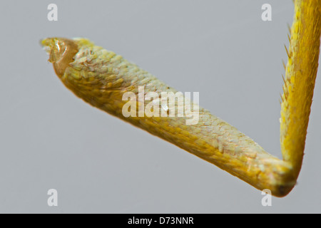 Close up of a butterfly's leg Stock Photo - Alamy