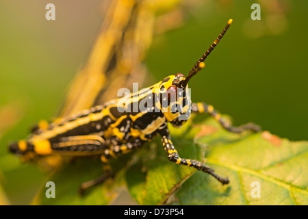 Variegated Grasshopper (Zonocerus variegatus), a pest species, Ajenjua ...