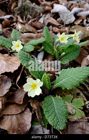Primula flowers and dead leaves Stock Photo - Alamy