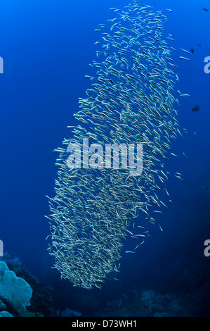 Convict blenny (Pholidichthys leucotaenia) school of juveniles forming ...