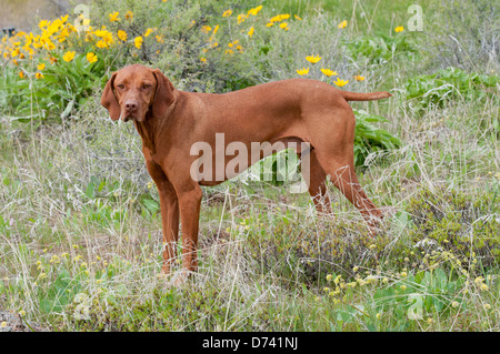 A Vizsla Hungarian pointer gun dog hunting Stock Photo - Alamy