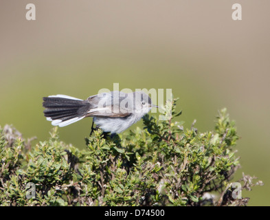 Blue-grey Gnatcatcher Polioptila caerulea Ontario, Canada BI027151 ...