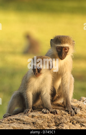 Monkey in the afternoon sun Stock Photo - Alamy