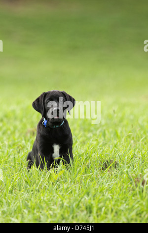 Cute young labrador retriever dog sitting in meadow in the summer Stock ...