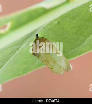 Monarch butterfly chrysalid hanging on a branch isolated on the white ...