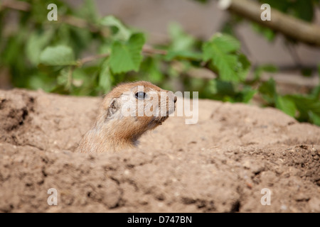 prairie dog poking out of hole in dirt Stock Photo - Alamy