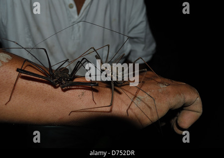 Blind spiders from caves Stock Photo - Alamy