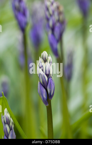Bluebell flowers blossoming in a woodland in Ireland. Hyacinthoides non ...