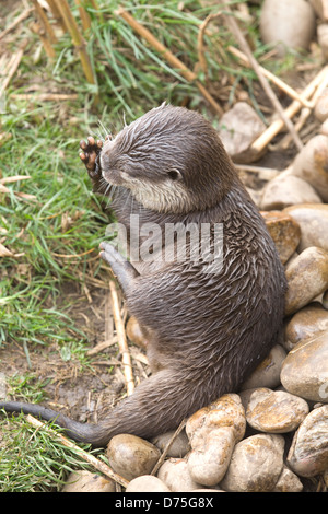 Eurasian Otter (Lutra lutra), animal enclosure, Bavarian Forest ...