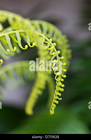 Ptisana salicina . syn. Marattia Fraxinea. King fern Stock Photo - Alamy