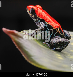 Reticulated Poison Dart Frog (Dendrobates reticulatus), adult ...