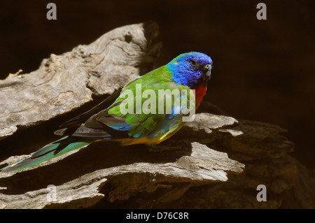 Scarlet-breasted parrot (Neophema splendida) on a branch, Cleland ...