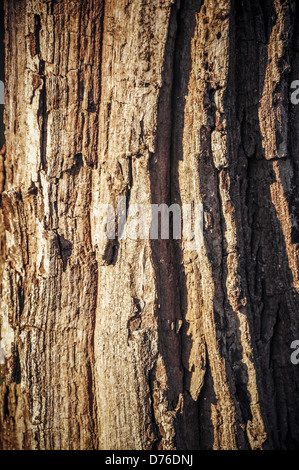 Oak bark background at sun light. Bark texture Stock Photo - Alamy