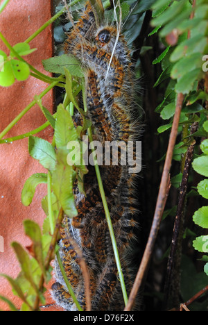 Processionary caterpillar trail (Thaumetopoea Pityocampo), Andalucia ...