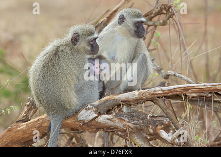 Green Monkeys with young, Kruger national park, South Africa, Savanna ...