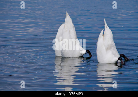 Two swans upside down in the river Stock Photo - Alamy
