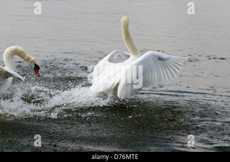 Two swans fighting Stock Photo - Alamy