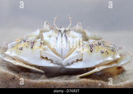 A Smiling Spotted Moon Crab Stock Photo - Alamy