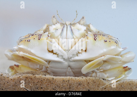 A Smiling Spotted Moon Crab Stock Photo - Alamy