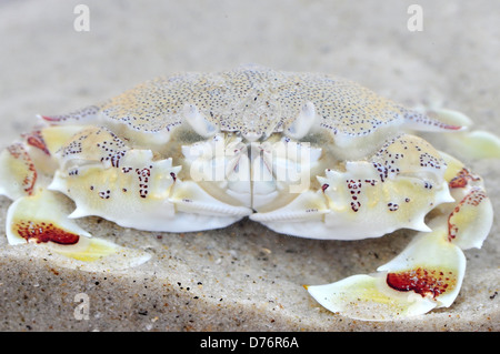 A Smiling Spotted Moon Crab Stock Photo - Alamy