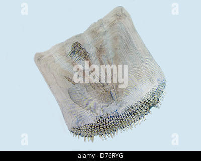 Serrated edge ctenoid fish scale magnification 100x Stock Photo - Alamy