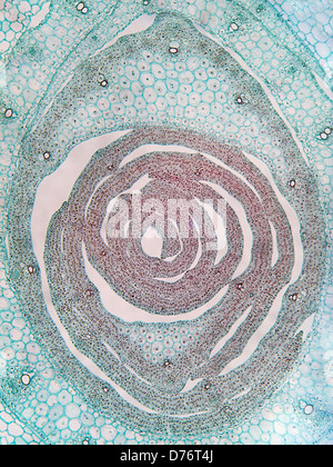 Cross section emerging corn Zea coleoptile magnification 40x Stock ...