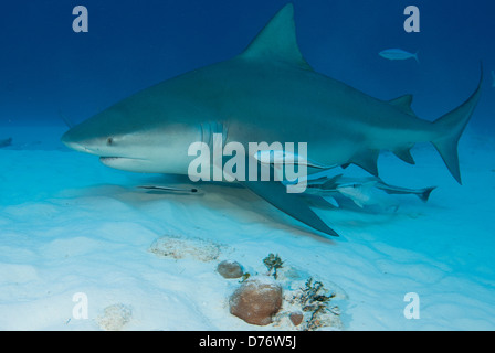 School Bull sharks Carcharhinus leucas on their annual migration ...