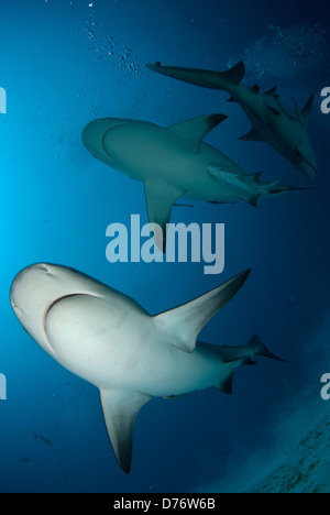 School Bull sharks Carcharhinus leucas on their annual migration ...