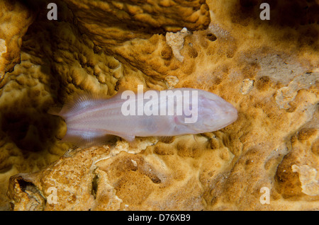 Mexico Yucatan peninsula Blind fish or Dama blanca typhliasina pearsei ...