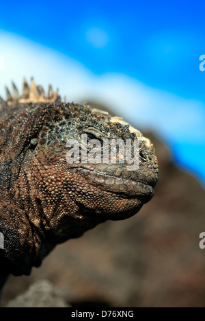 marine iguana with lizard Stock Photo - Alamy